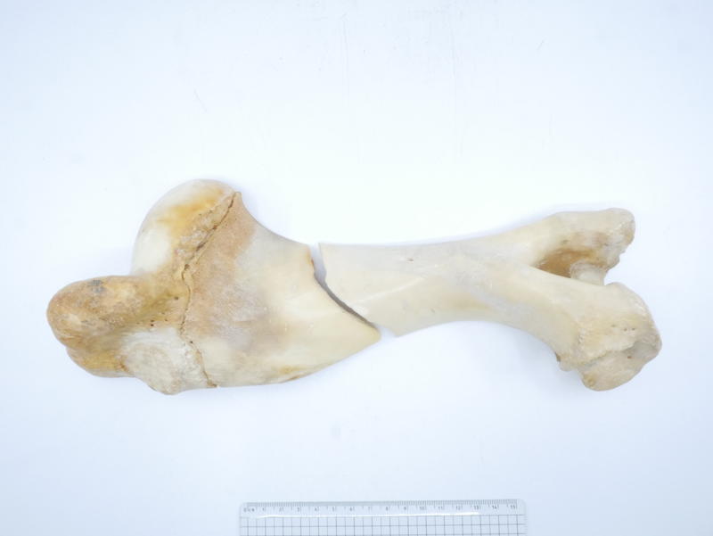 Cow humerus, sectioned - Faculty of Medicine, Dentistry and Health ...