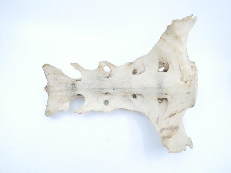 Cow sacrum - Faculty of Medicine, Dentistry and Health Sciences Museums ...