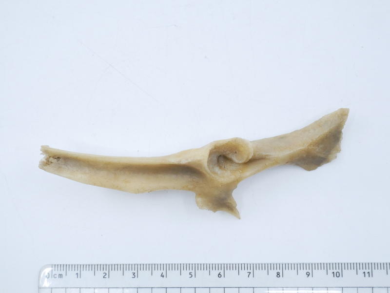 Macropod subfossil hip bone - Faculty of Medicine, Dentistry and Health ...