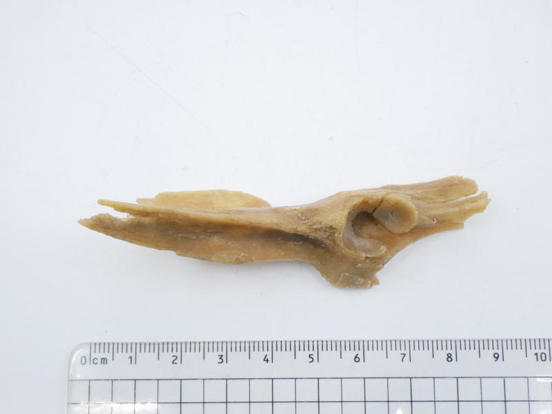 Macropod subfossil hip bone - Faculty of Medicine, Dentistry and Health ...