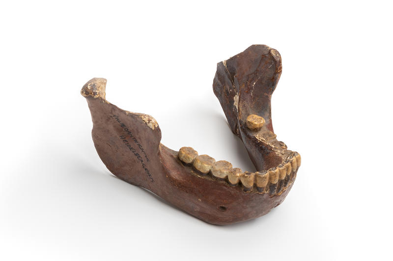 Homo heidelbergensis mandible, plaster cast - Faculty of Medicine ...
