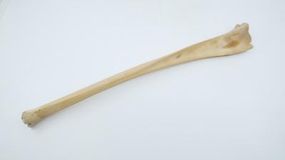 Kangaroo tibia - Faculty of Medicine, Dentistry and Health Sciences ...