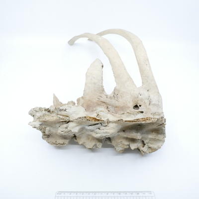 Cow ribs and vertebrae - Faculty of Medicine, Dentistry and Health ...