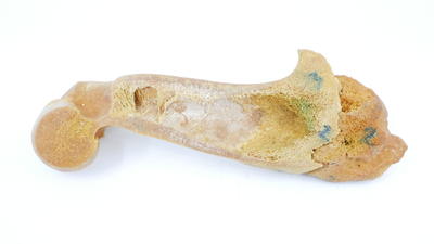 Cow humerus, sectioned - Faculty of Medicine, Dentistry and Health ...