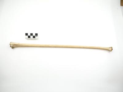 Bird ulna - Faculty of Medicine, Dentistry and Health Sciences Museums ...