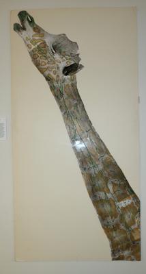 Giraffe, mounted radiograph - Faculty of Medicine, Dentistry and Health ...