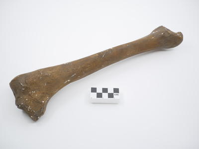 'Spy' Neanderthal tibia, plaster cast - Faculty of Medicine, Dentistry ...