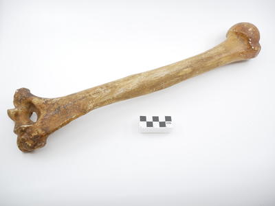 Gorilla humerus, plaster cast - Faculty of Medicine, Dentistry and ...