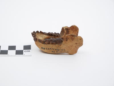 Mesopithecus mandible, plaster cast - Faculty of Medicine, Dentistry ...