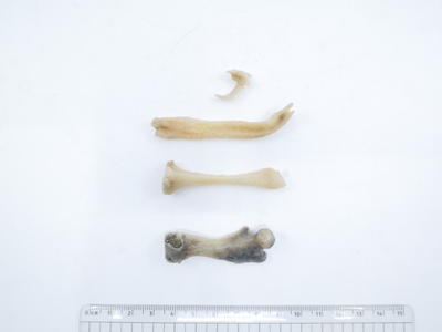 Echidna subfossil bones - Faculty of Medicine, Dentistry and Health ...