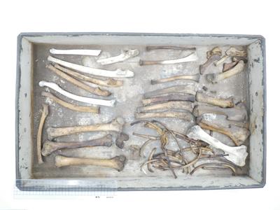 Koala postcranial bones - Faculty of Medicine, Dentistry and Health ...