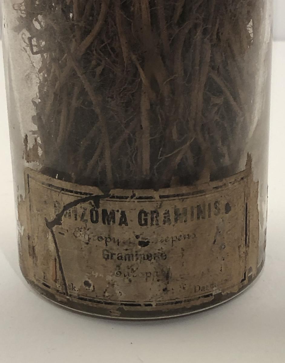 Rhizoma Graminis - Faculty of Medicine, Dentistry and Health Sciences ...