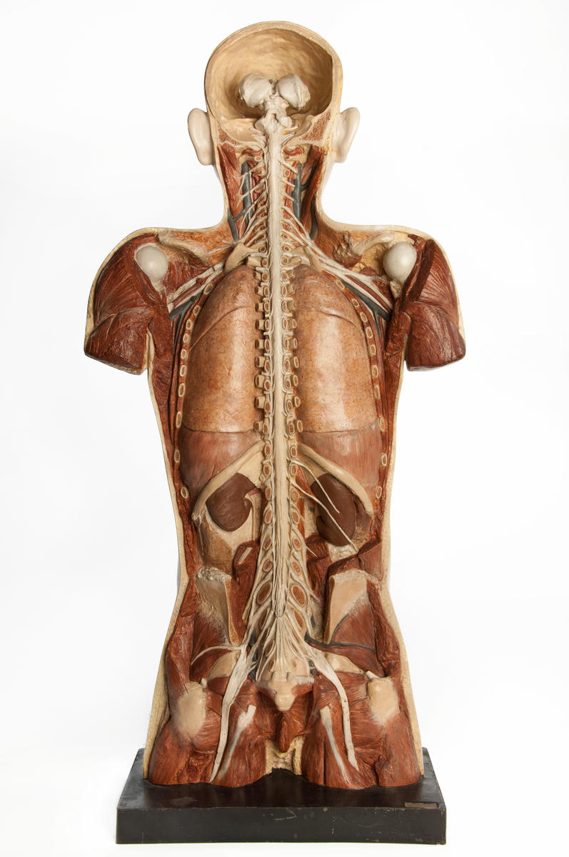 Steger-His model of male torso dissection - Faculty of Medicine ...