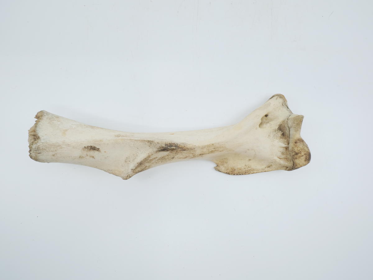 Kangaroo humerus - Faculty of Medicine, Dentistry and Health Sciences ...