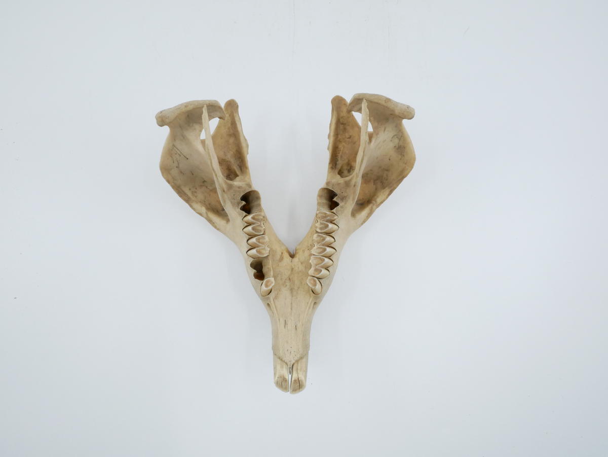 Wombat mandible - Faculty of Medicine, Dentistry and Health Sciences ...