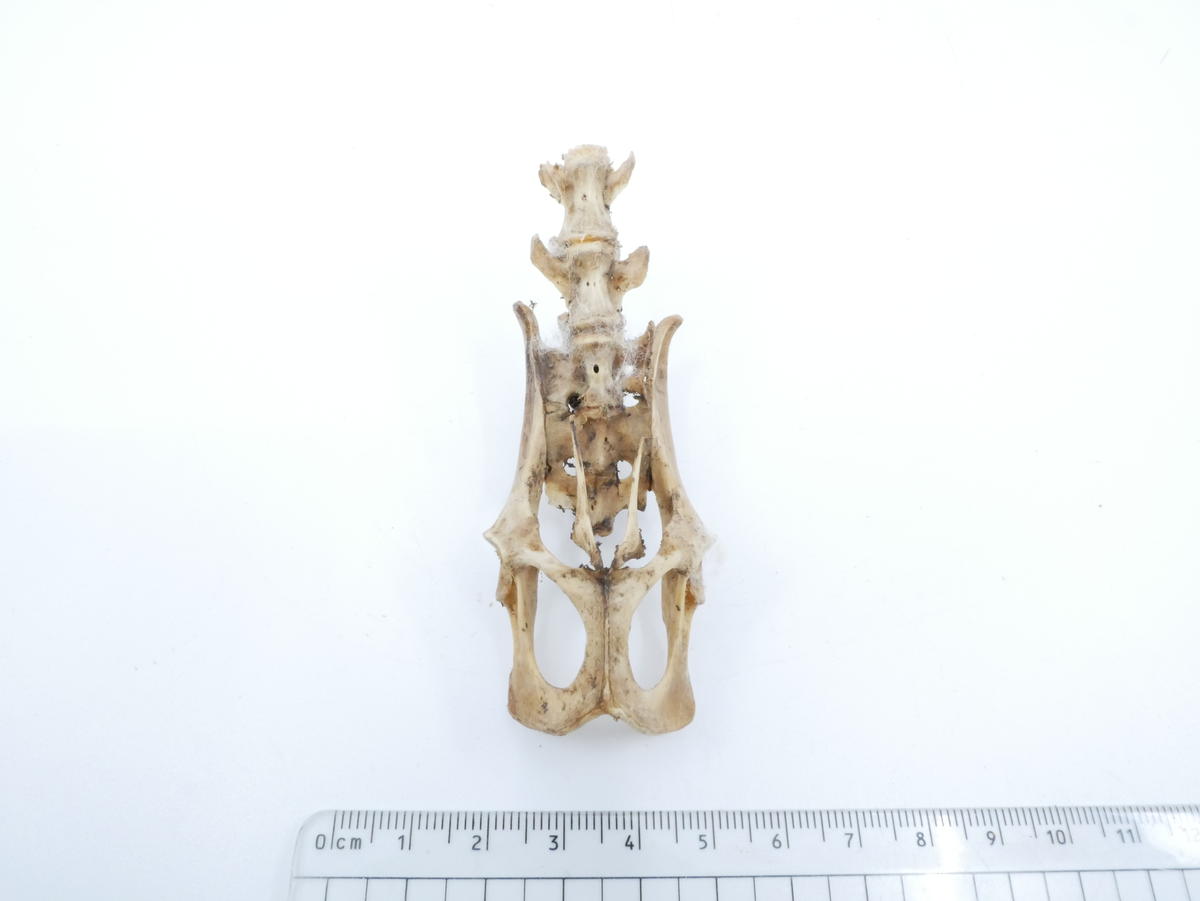 Common ringtail possum pelvic girdle - Faculty of Medicine, Dentistry ...