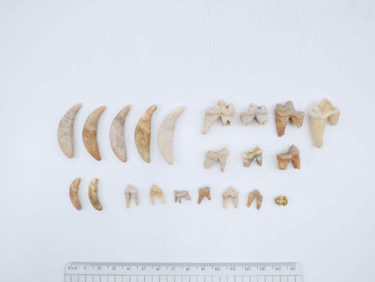 Dog teeth - Faculty of Medicine, Dentistry and Health Sciences Museums ...