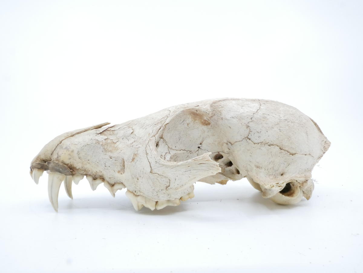 Fox skull - Faculty of Medicine, Dentistry and Health Sciences Museums ...