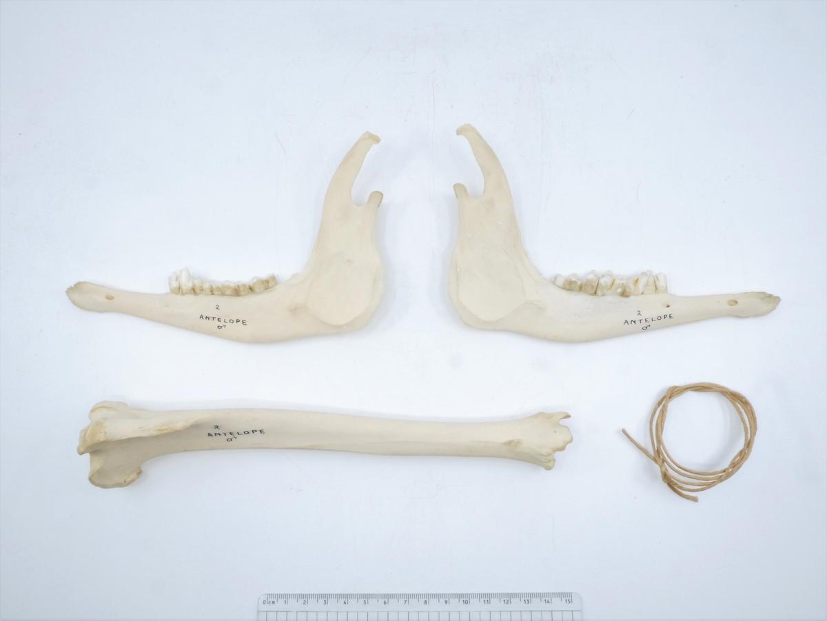 Antelope mandibles and tibia - Faculty of Medicine, Dentistry and ...