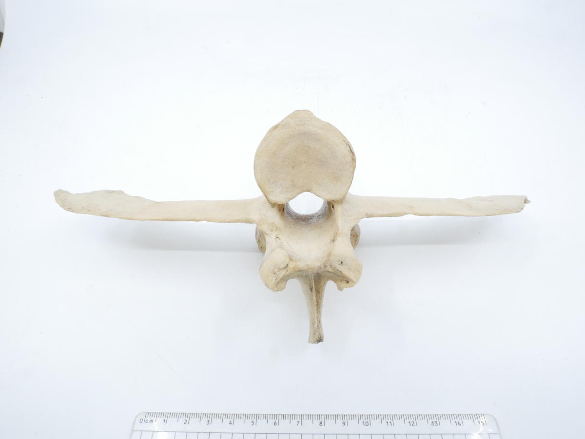 Cow vertebra - Faculty of Medicine, Dentistry and Health Sciences ...