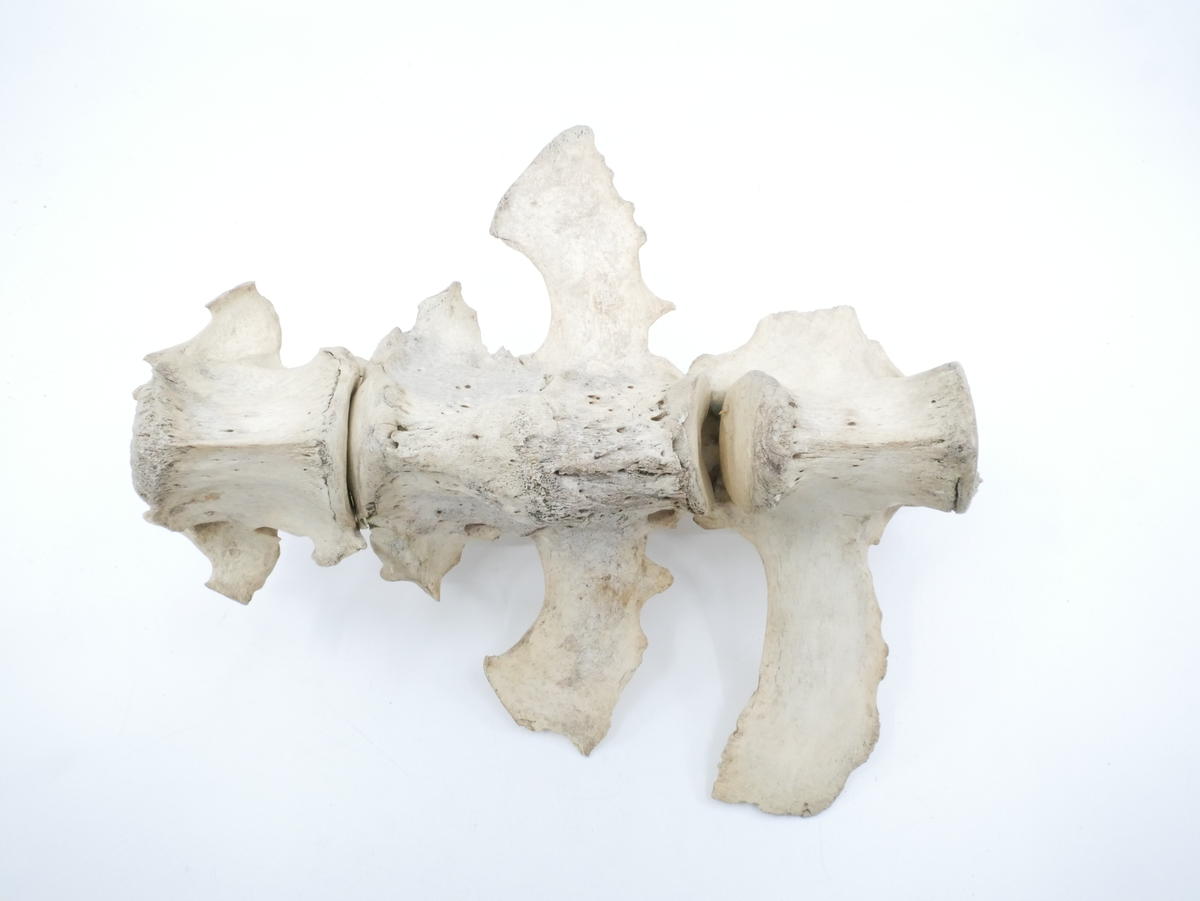 Cow vertebrae - Faculty of Medicine, Dentistry and Health Sciences ...