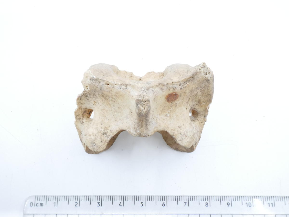 Sheep/goat atlas vertebra - Faculty of Medicine, Dentistry and Health ...