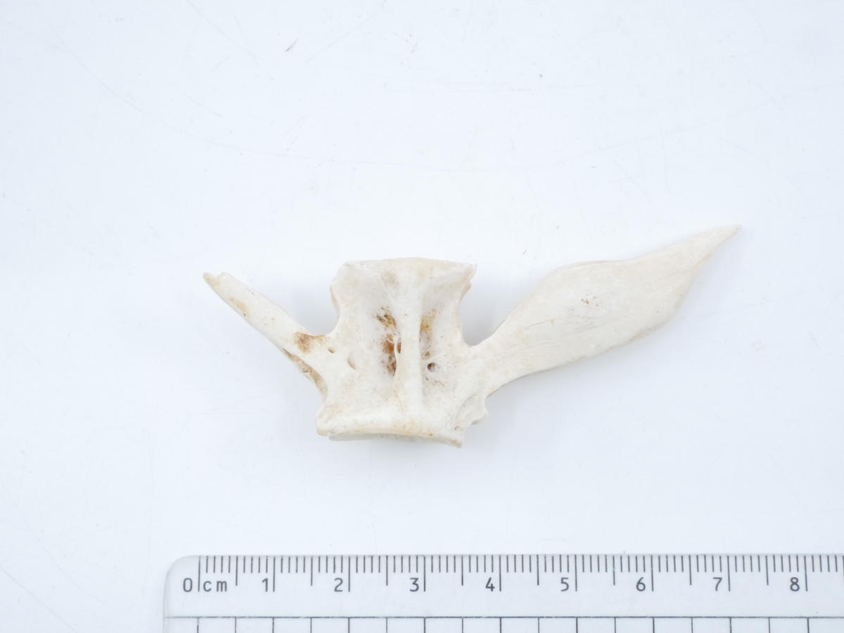 Fish vertebra with hyperostosis - Faculty of Medicine, Dentistry and ...