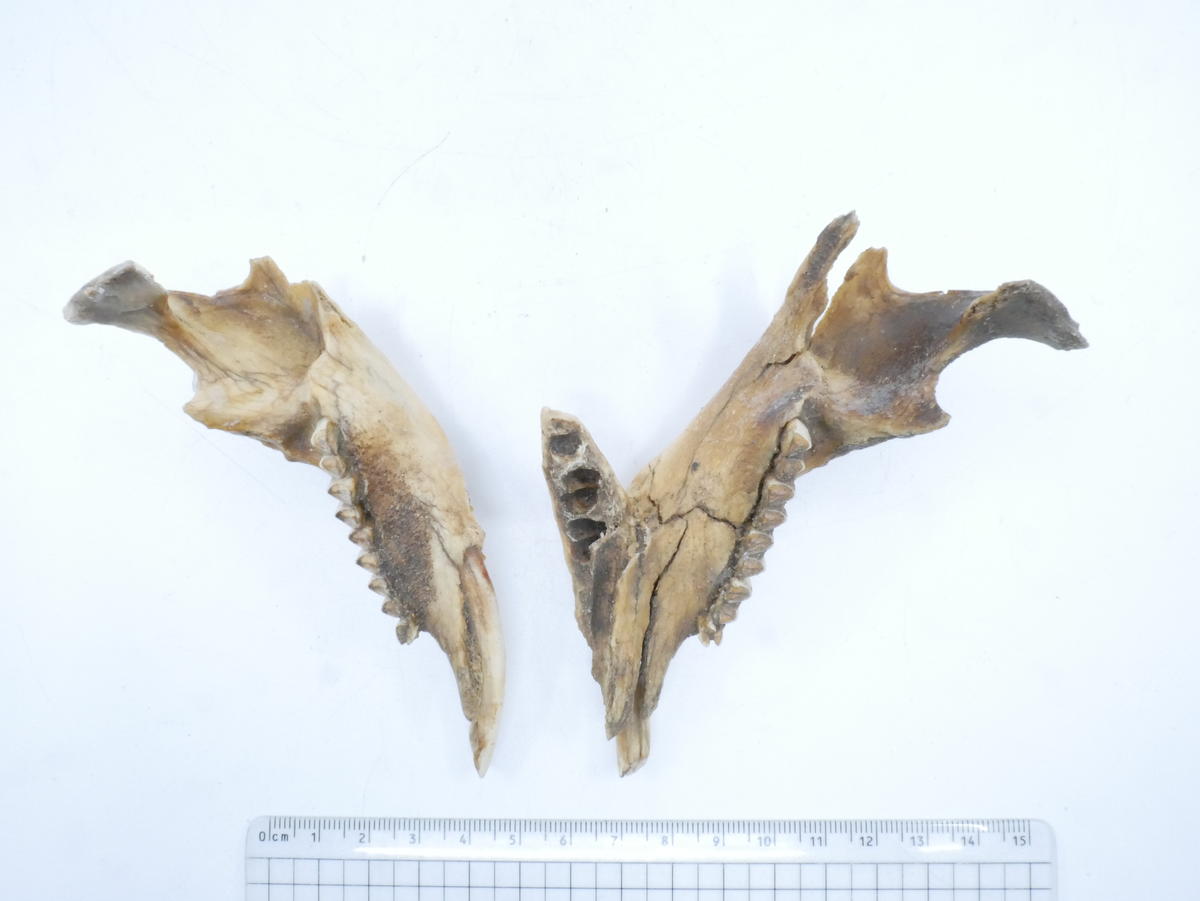 Wombat complete subfossil mandible - Faculty of Medicine, Dentistry and ...