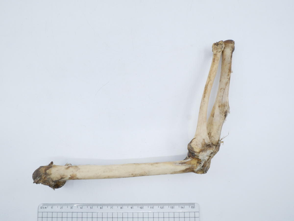 Koala lower leg bones - Faculty of Medicine, Dentistry and Health ...