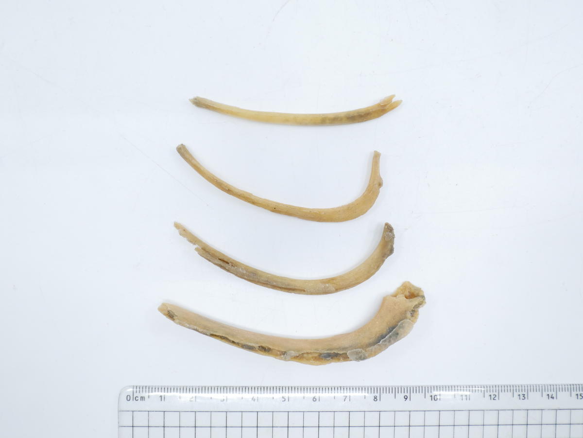 Tasmanian pademelon subfossil ribs - Faculty of Medicine, Dentistry and ...