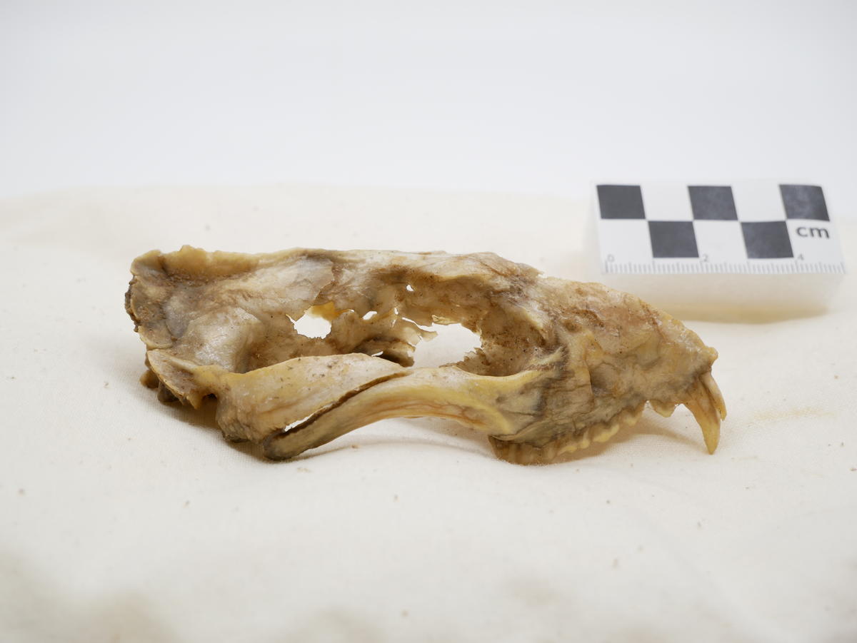 Quoll subfossil skull - Faculty of Medicine, Dentistry and Health ...