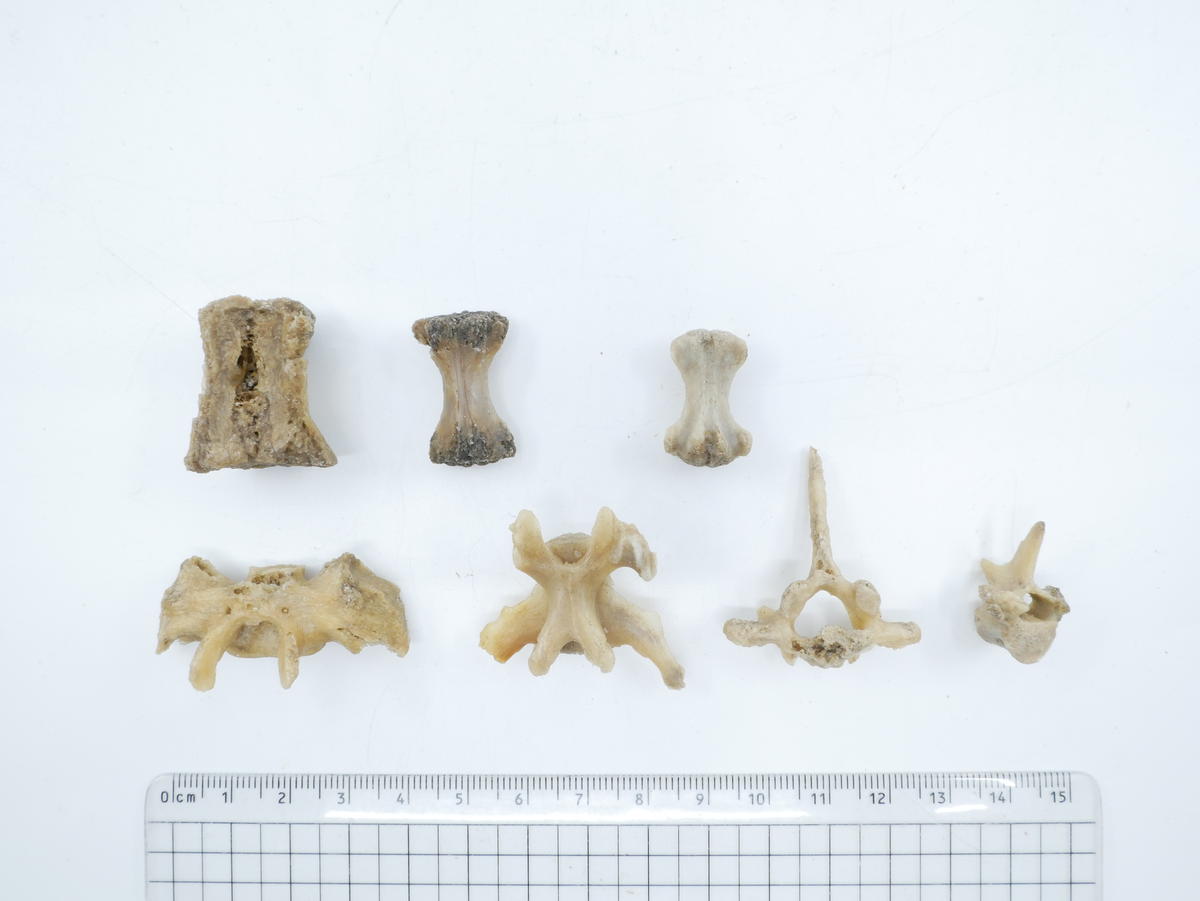 Tasmanian pademelon subfossil vertebrae - Faculty of Medicine ...
