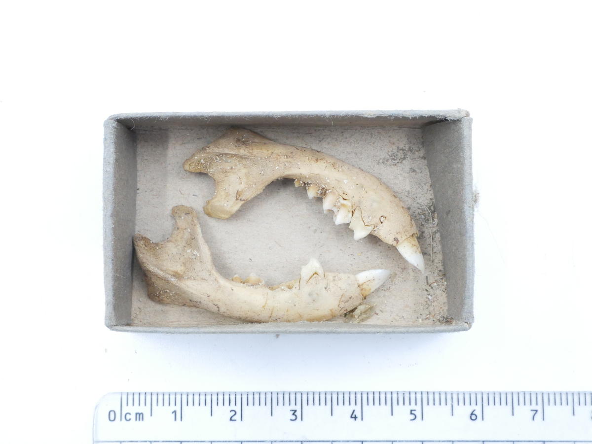 Common brushtail possum mandibles - Faculty of Medicine, Dentistry and ...