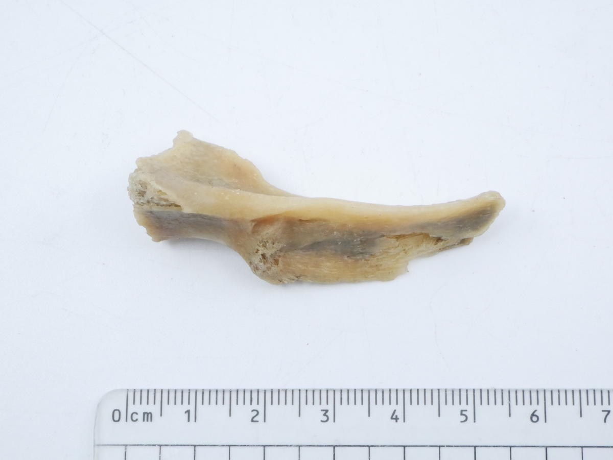 Tasmanian pademelon subfossil partial hip bone - Faculty of Medicine ...