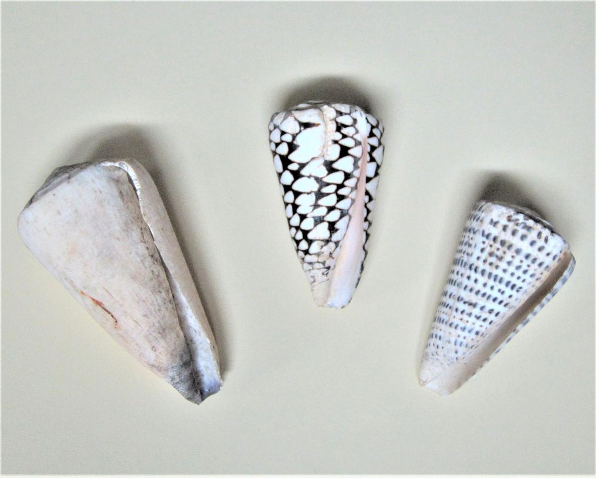 Banded marble cone shell (Conus bandanus) - Faculty of Medicine ...