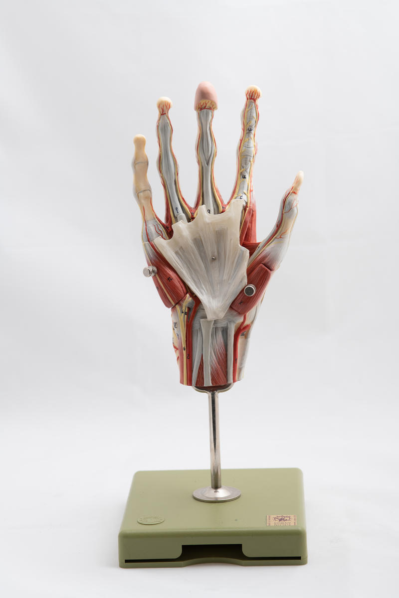Surgical hand model - Faculty of Medicine, Dentistry and Health ...