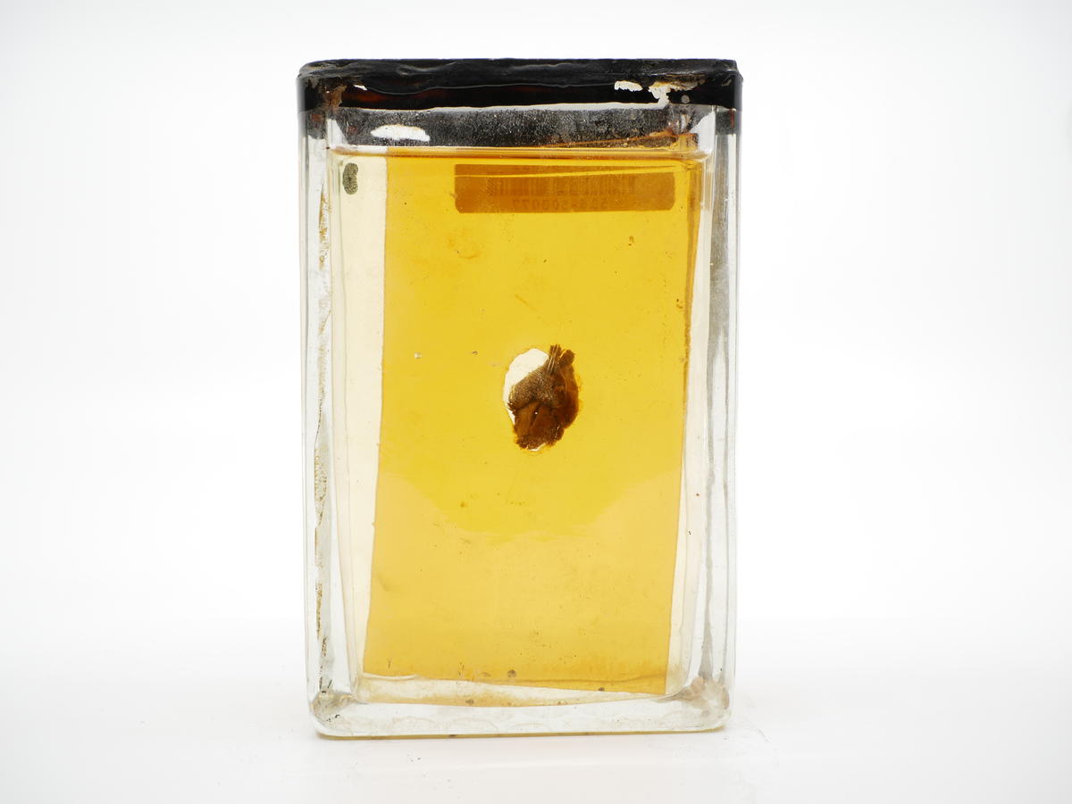 Possum brain - Faculty of Medicine, Dentistry and Health Sciences ...