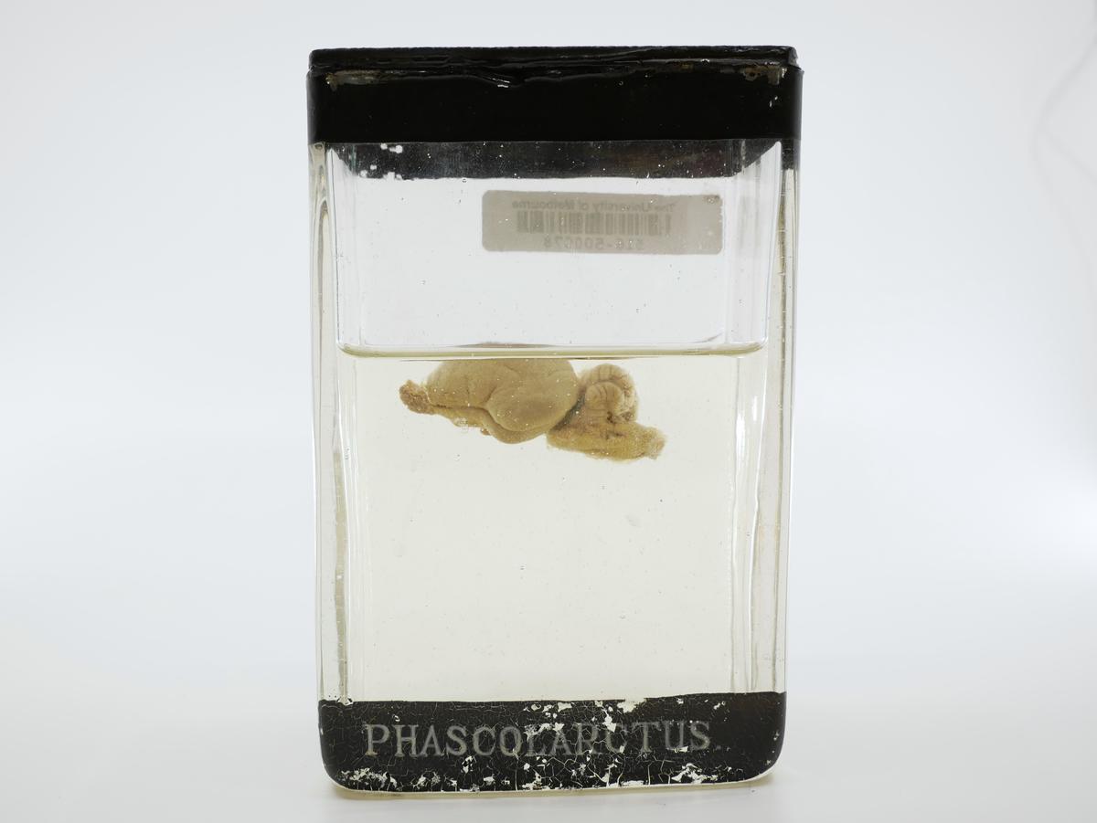 Koala brain - Faculty of Medicine, Dentistry and Health Sciences ...