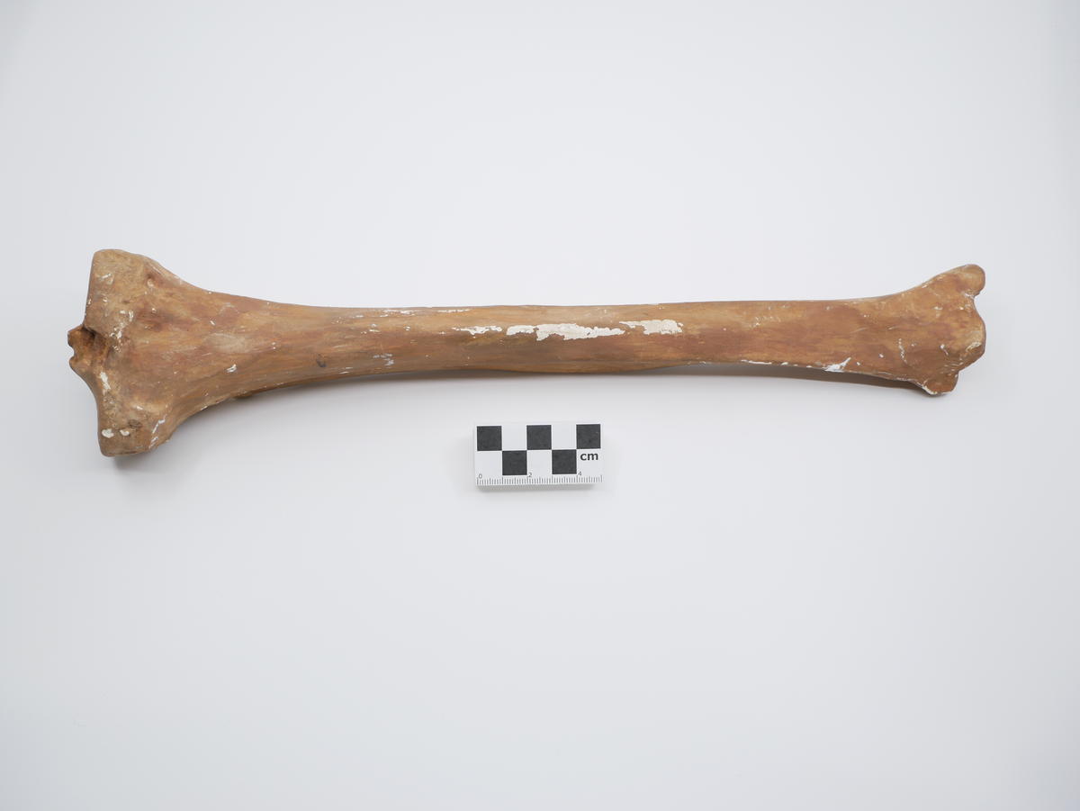 Cro-Magnon left tibia, plaster cast - Faculty of Medicine, Dentistry ...