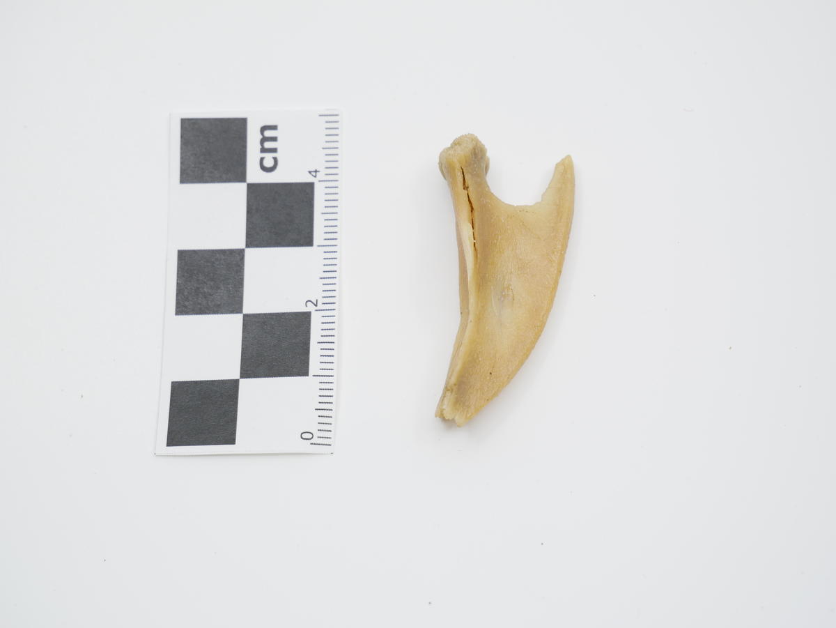 Wombat partial subfossil scapula - Faculty of Medicine, Dentistry and ...