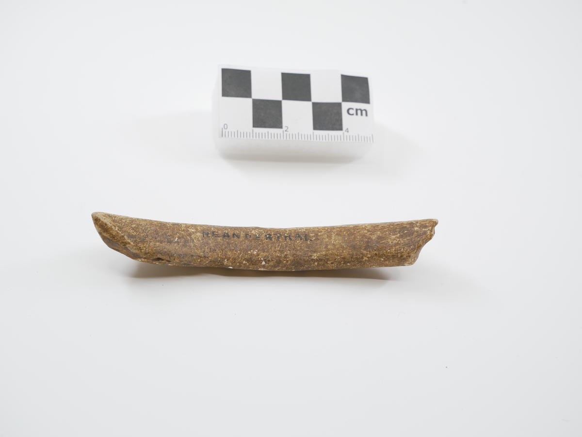 Neanderthal partial rib, plaster cast - Faculty of Medicine, Dentistry ...
