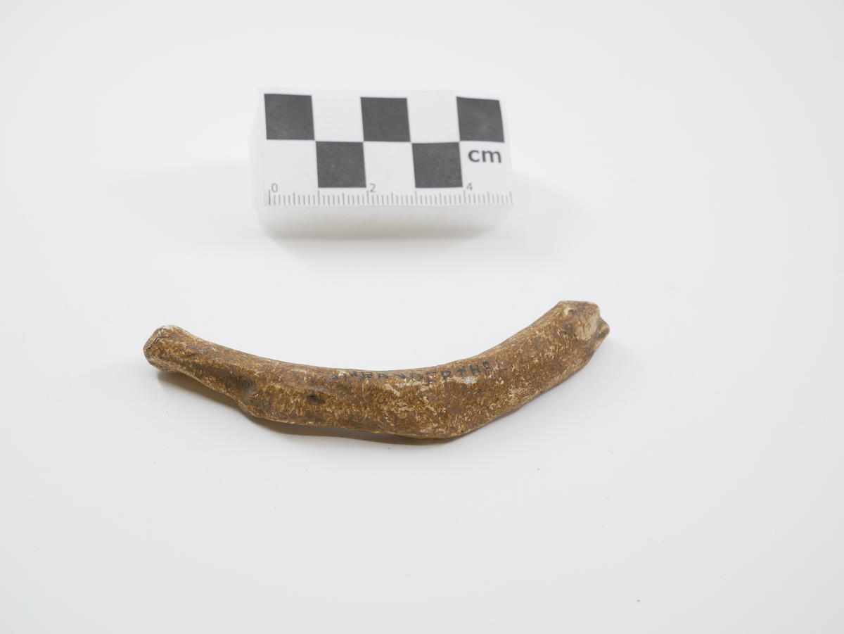 Neanderthal partial rib, plaster cast - Faculty of Medicine, Dentistry ...