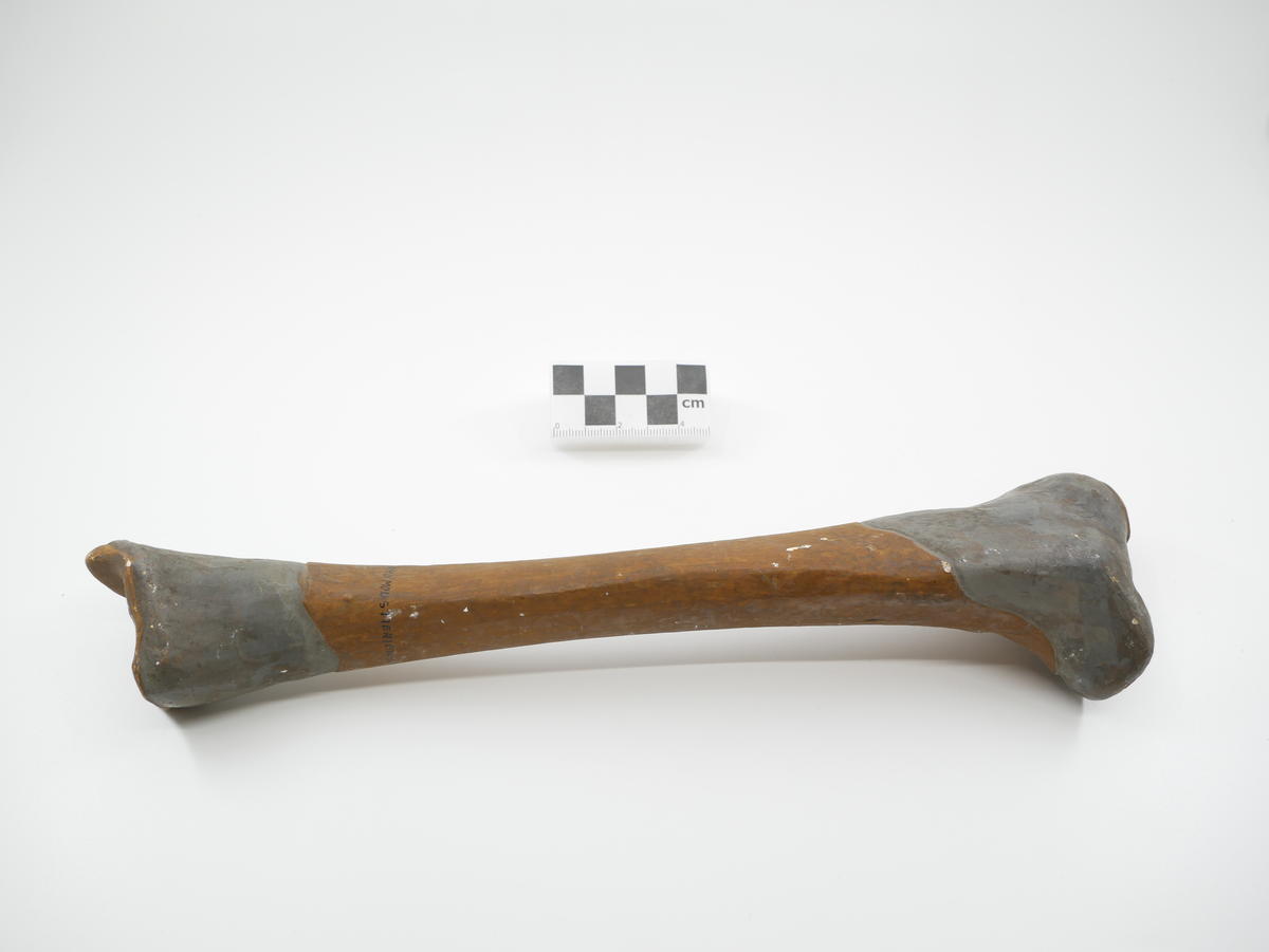'Le Moustier 1' Neanderthal tibia, plaster cast - Faculty of Medicine ...