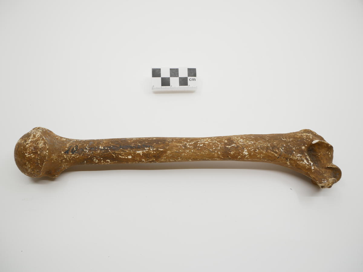 Chimpanzee humerus, plaster cast - Faculty of Medicine, Dentistry and ...