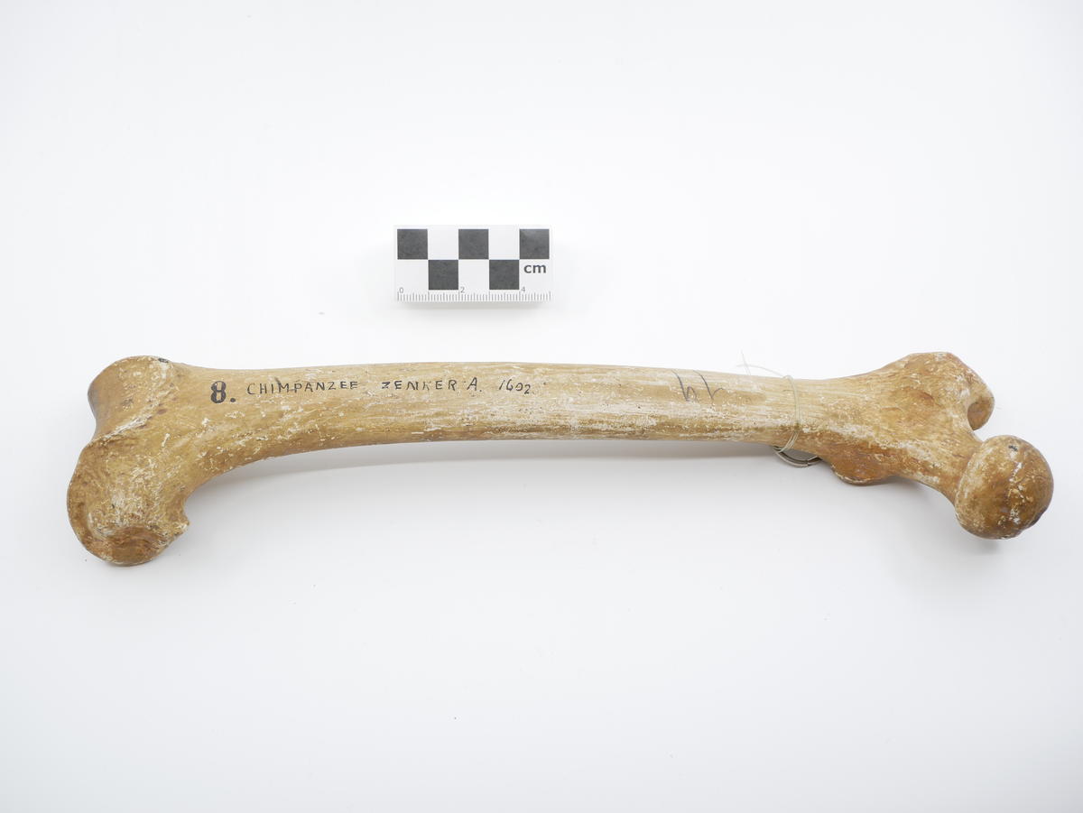 Chimpanzee femur, plaster cast - Faculty of Medicine, Dentistry and ...