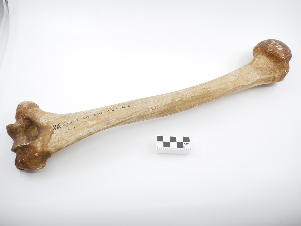 Gorilla humerus, plaster cast - Faculty of Medicine, Dentistry and ...