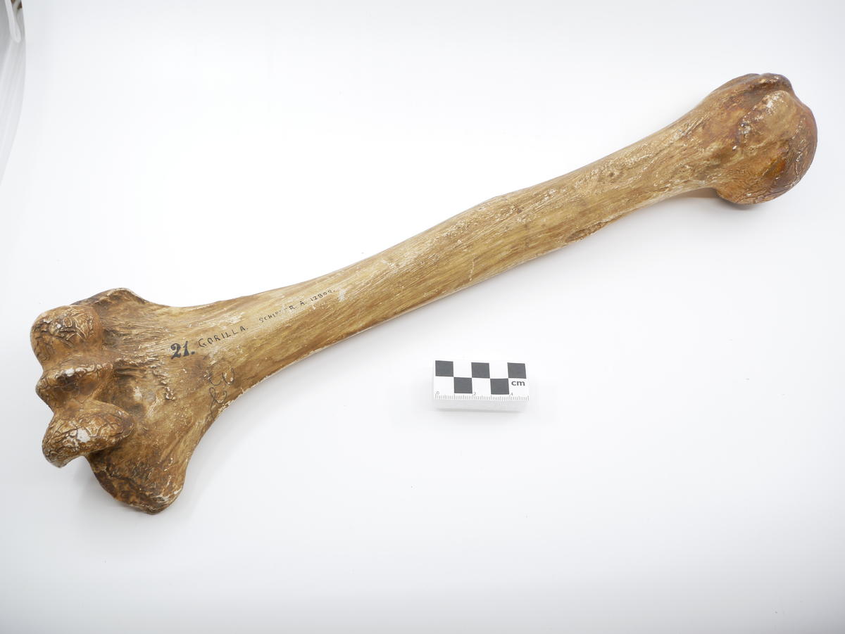 Gorilla humerus, plaster cast - Faculty of Medicine, Dentistry and ...