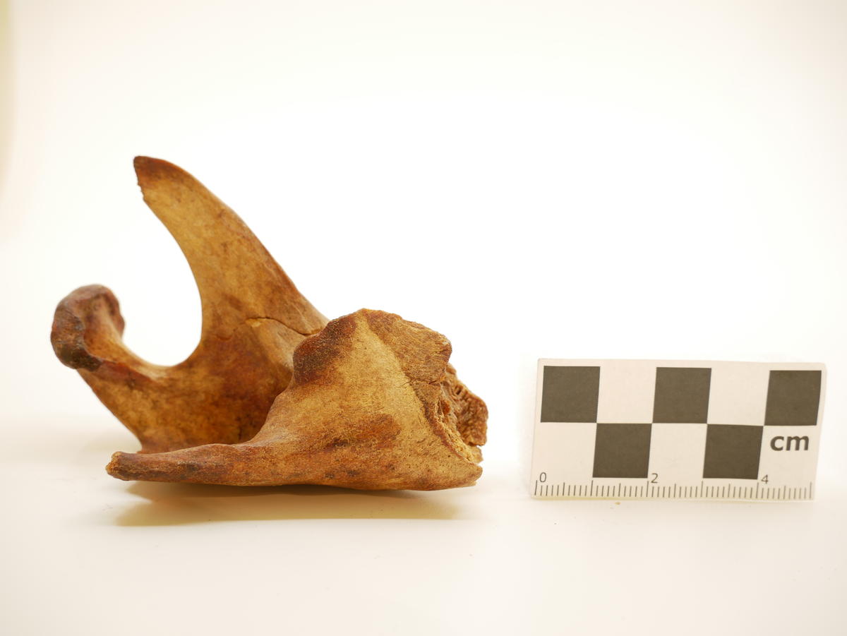 Southern hairy-nosed wombat subfossil partial mandible - Faculty of ...