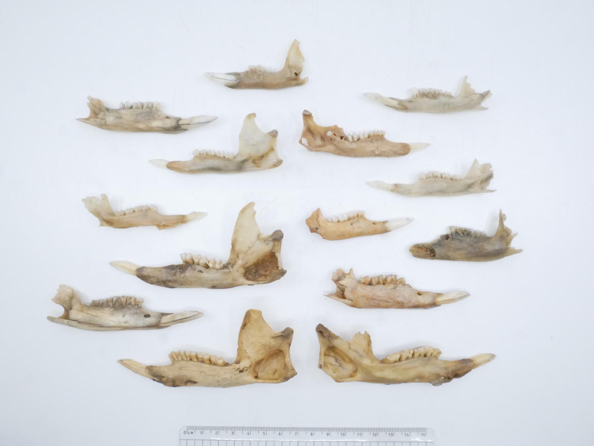 Red-necked wallaby subfossil mandibles - Faculty of Medicine, Dentistry ...