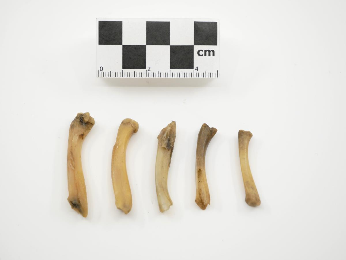 Tasmanian pademelon subfossil 5th metatarsals - Faculty of Medicine ...
